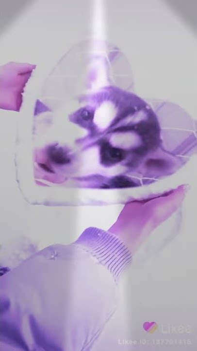 Милый щенок Youtube