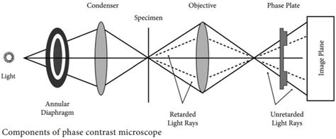 Phase Contrast Microscope Definition Principle Parts Uses