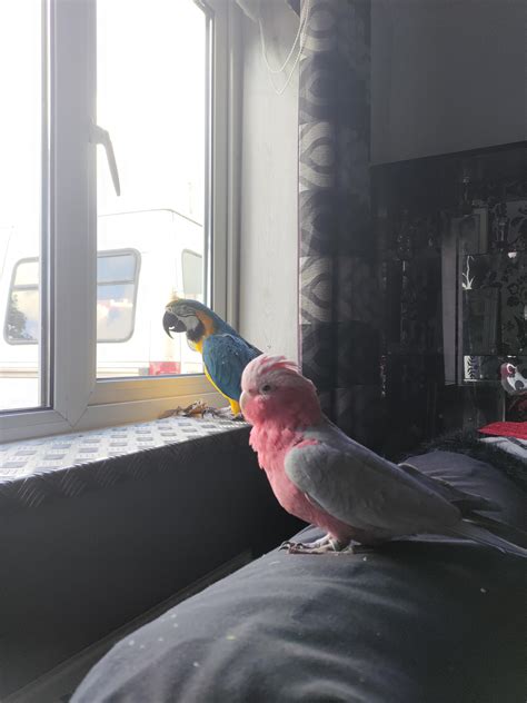 If I Go And Bite His Tail Will You Yell At Me Ruby And Vinny R