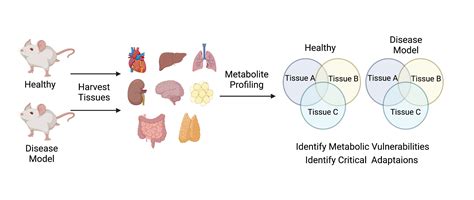 Uncovering Metabolic Vulnerabilities In Mammalian Disease