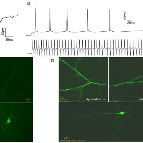 Representative Whole Cell Patch Clamp Data Download Scientific Diagram