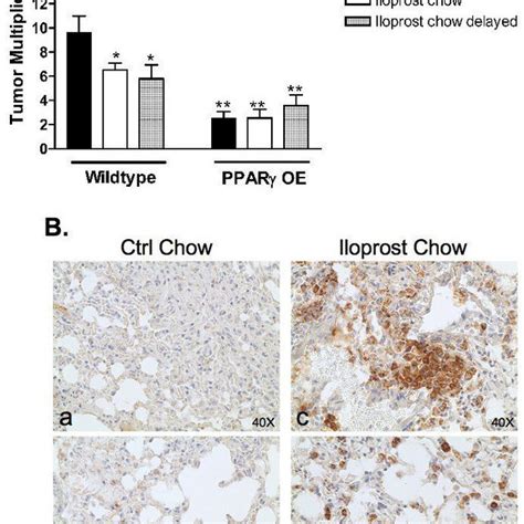 Characterization Of Pparγ Overexpressing Transgenic Mice A Agarose Gel