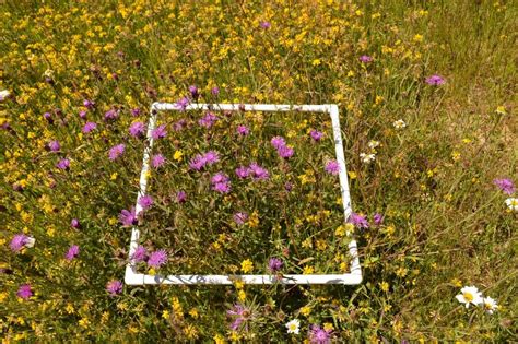 Flower-Insect Timed Counts (FIT Counts) - Help Monitor Pollinators - The Jersey Pollinator Project