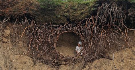 The Moss Hut Artofit