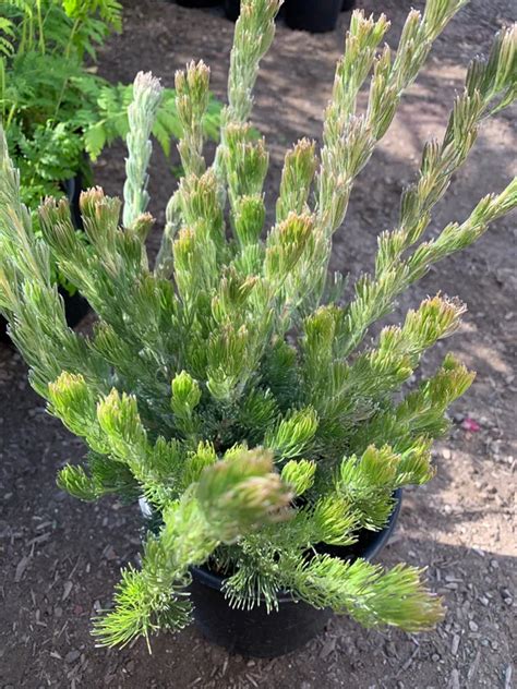 Woolly Bush Adenanthos Sericeus Ship In 6 Pot Garden Nursery Buy