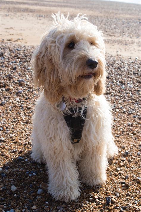 30 Free Cockapoo And Dog Images Pixabay