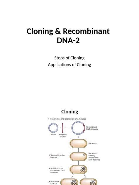 Lec 6 Cloning And Rdna 2 And Cdna Pdf Complementary Dna Molecular Cloning