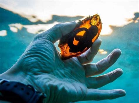 Chingum — Discover Curiosities The Spiral Flanged Egg Case Of A Horn Shark