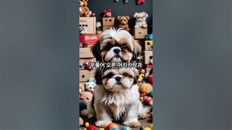 세상에서 가장 귀여운 강아지 Top10 Youtube