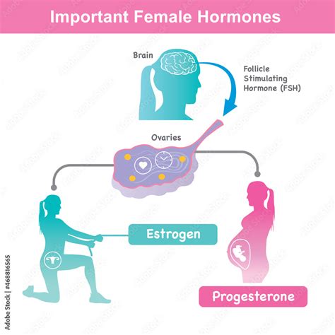 Important Female Hormones This Illustration For Learning Hormone