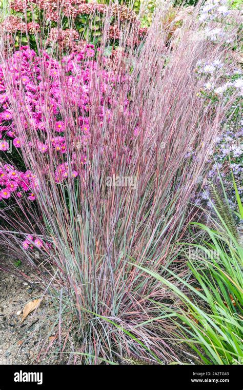 Little Bluestem Schizachyrium Scoparium Blue Heaven Andropogon