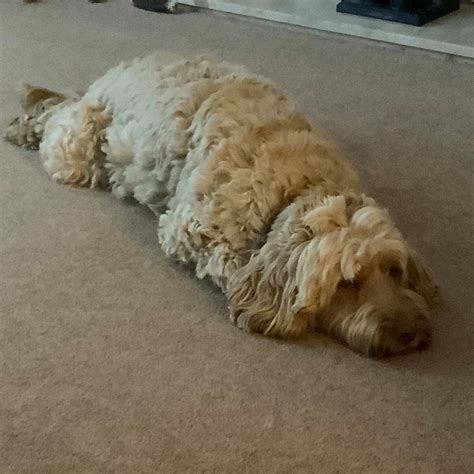 Bailey The Cockapoo Home Facebook