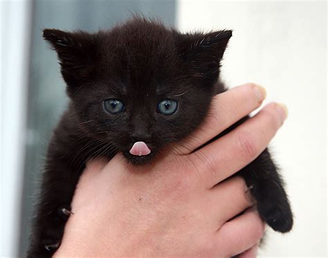 Free Images Sweet Cute Kitten Blue Eye Close Up Whiskers Paw