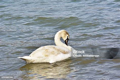 Angsa Muda Yang Indah Di Danau Foto Stok Unduh Gambar Sekarang Alam Angsa Burung Air