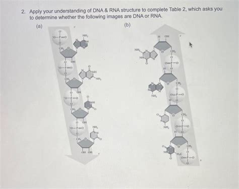 Solved Apply Your Understanding Of DNA RNA Structure To Chegg