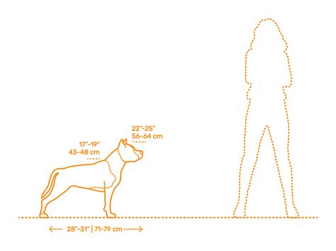 How Much Is A Staffordshire Terrier