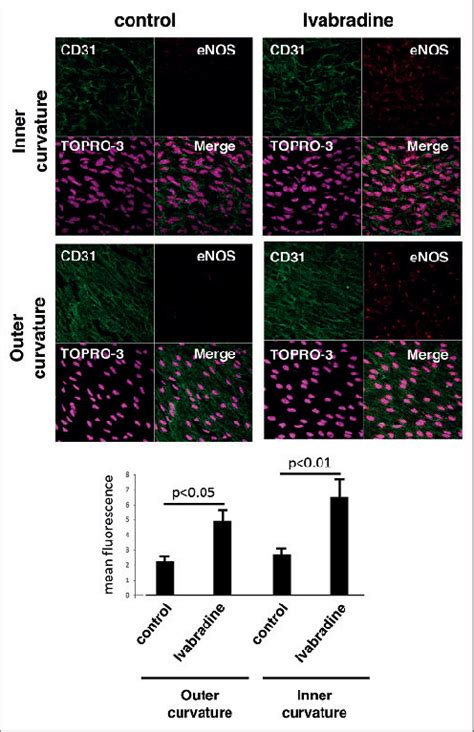 Ivabradine Induced Endothelial Expression Of Enos In The Murine Aorta