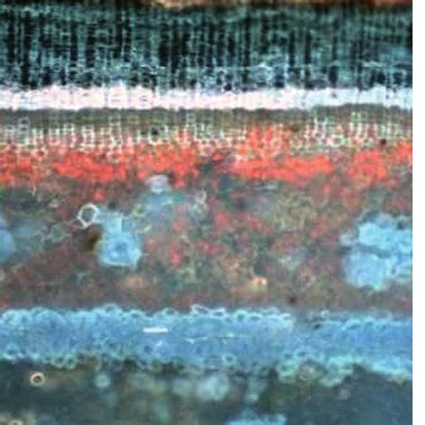 Elicitin Production In Hyphal Cell Wall Fluorescence Micrograph Of A Download Scientific