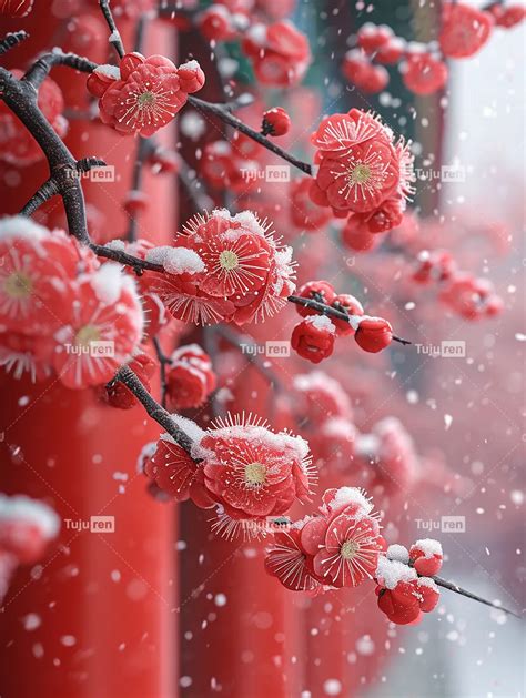 雪天故宫红墙的梅树、白雪覆盖海报素材模板下载 图巨人