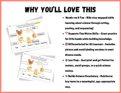 Chick Life Cycle Cut And Paste Activity Pre K1st Includes Answer Key