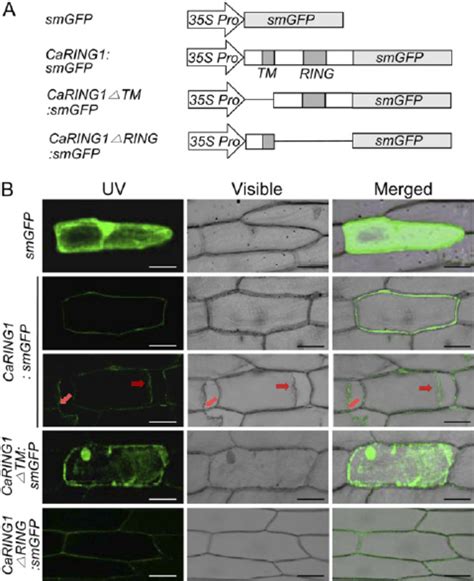 Subcellular Localization Of Caring1 And Its Mutants Using Transient Download Scientific Diagram