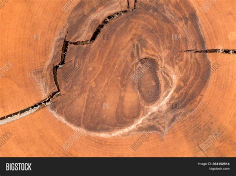 Cut Down Tree Trunk Image And Photo Free Trial Bigstock