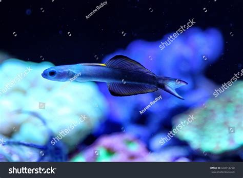 1 Blackfin Dart Fish 图片、库存照片和矢量图 Shutterstock