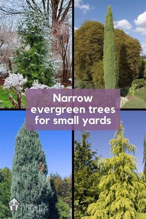 Narrow Evergreen Trees For Year Round Privacy In Small Yards Artofit