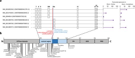 Dnm1 Transcript Variants Domain Structure And Pathogenic Variants A