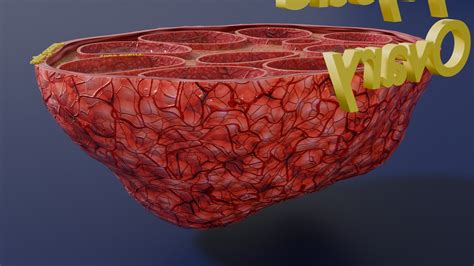 Polycystic Ovary Disease Pcod Model Turbosquid 2296028