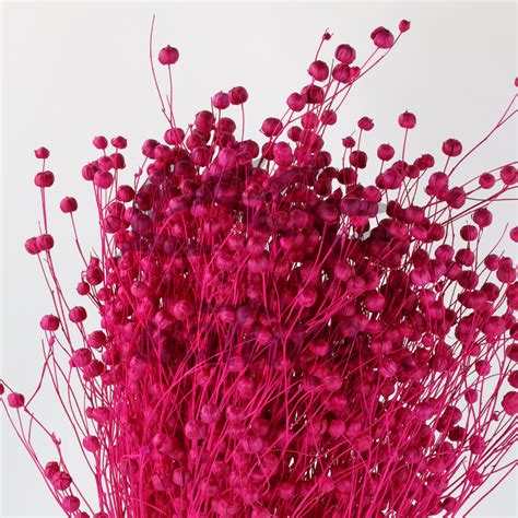 Len Suszony Linum Fuksja Preserved Nature