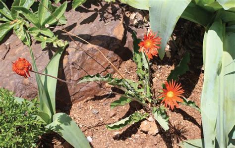 Gerbera Daisy Problems Common Issues And Solutions Ntikl