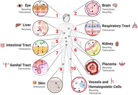 Fcrn的套路，延长抗体半衰期 知乎