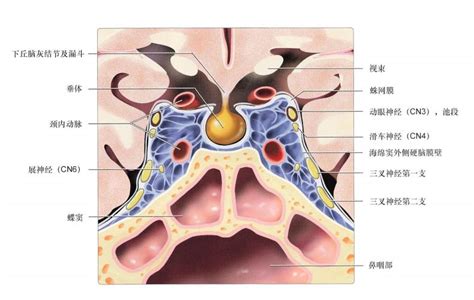 蝶鞍垂体解剖及比较影像学