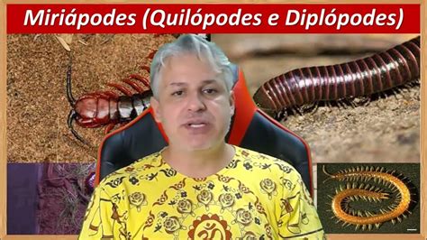 Aula QuilÓpodes E DiplÓpodes Youtube