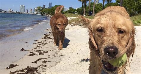 Fetch Album On Imgur Fetch Album On Imgur