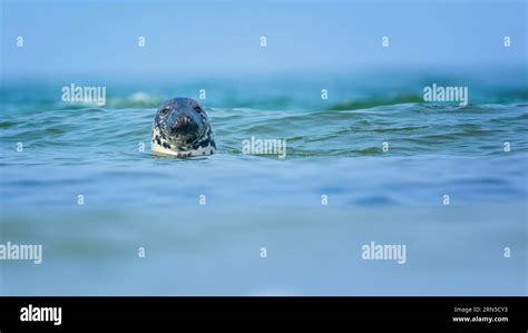 Graue Robbe Halichoerus Grypus Die Aus Dem Wasser Schaut Schwimmt