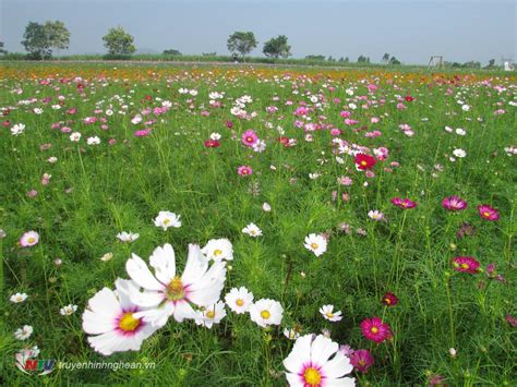 Du Khách Tấp Nập đổ Về Cánh đồng Hoa Đa Sắc”ở Nghệ An Dịp Đông Sang Xuân Đài Phát Thanh Và