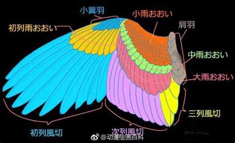 鸟的翅膀。参考之后也可以画成天使的翅膀。 高清图片，堆糖，美图壁纸兴趣社区
