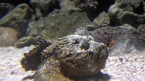Steer Clear Of Venomous Stonefish In Our Waterways The Courier Mail