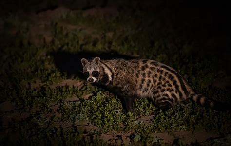 African Civet Africa Geographic