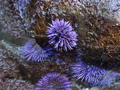 Pacific Purple Sea Urchin Purple Sea Urchin Sea Creatures Urchin