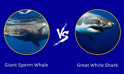 Sperm Whale Vs Great White Shark
