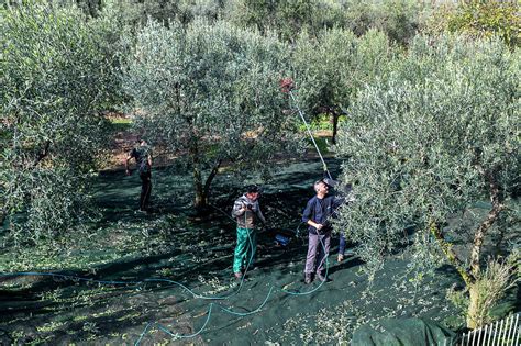 Olive Harvest In The November Season With Hydraulic Hands Photograph By