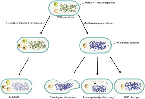 Summary Of The Effects Of Pt Dependent Restriction Enzymes On The Host