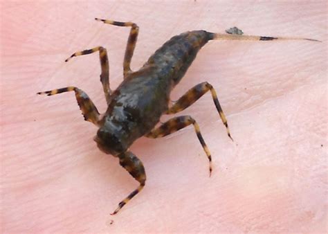 Mayfly Life Cycle A Fascinating Journey Explained Whats That Bug