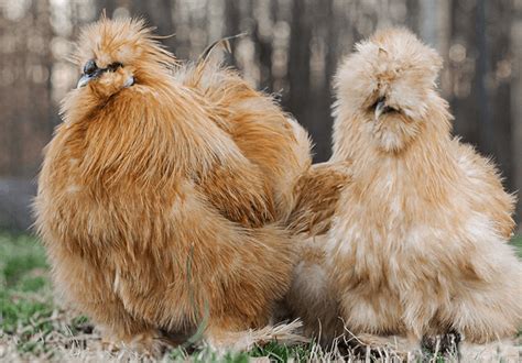 Buff Silkie All You Need To Know Chicken Fans