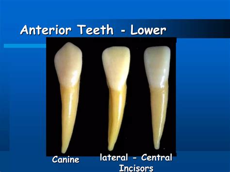 Dental Anatomy Ppt