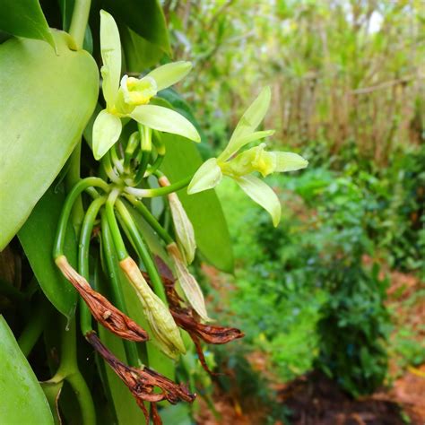 Vanilla Beans Growing And Caring For Your Own Vanilla Orchids