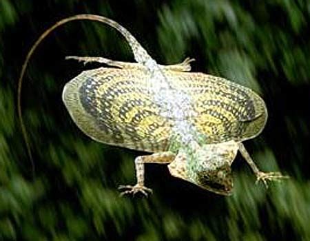 Gliding Lizard